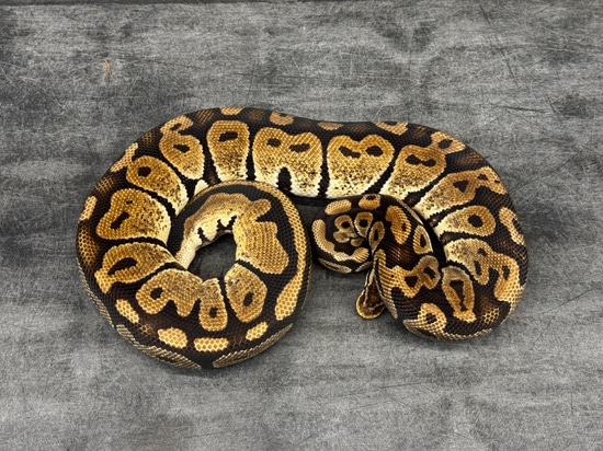 Pastel 100% Het Ultramel Ball Python by Aura