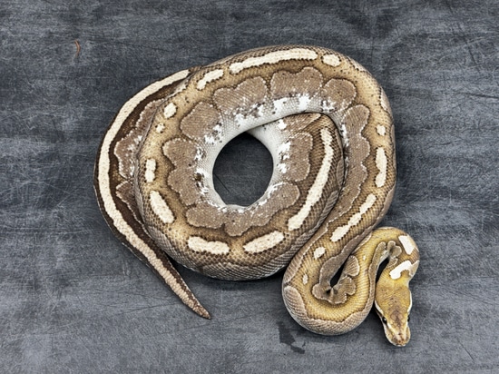 Cinnamon Bamboo 100% Het Ultramel Ball Python by Aura