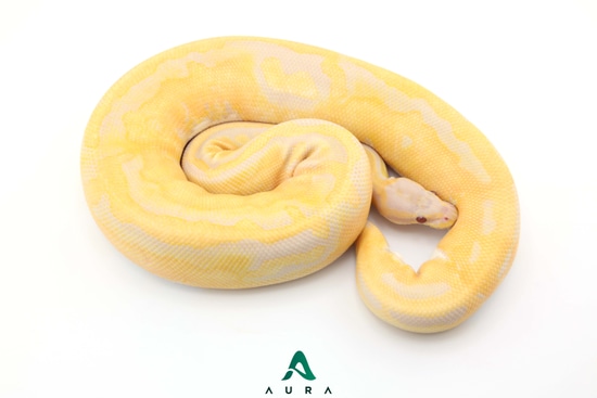 Black Head Red Gene Lavender Albino Pied Ball Python by Aura