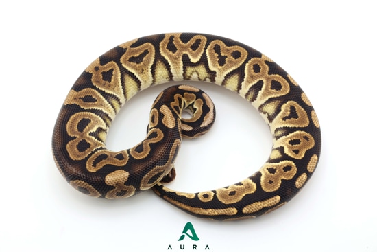 Black Pastel Lace 100% Het Clown 100% Het Desert Ghost Ball Python by Aura