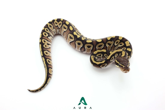 Mojave 100% Het Lavender Albino 100% Het Monsoon 50% Het Axanthic TSK ...