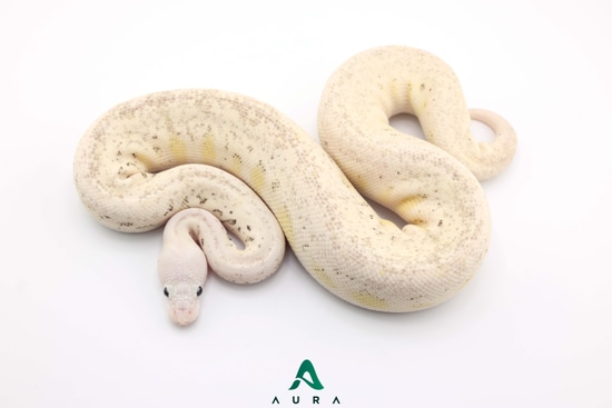 Pastel Fire Orange Dream Leopard Spotnose Red Head Clown Ball Python by ...