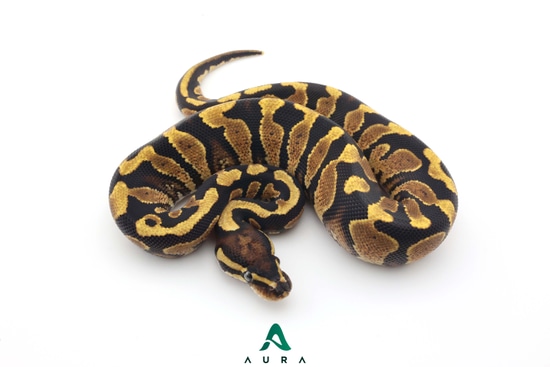 Yellowbelly 100% Het Zebra Ball Python by Aura