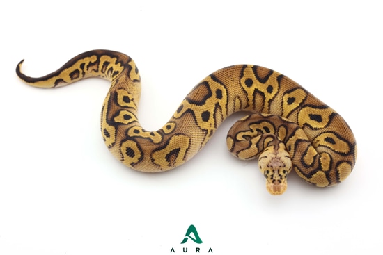 Pastel Yellowbelly Clown 100% Het Sunset Ball Python by Aura