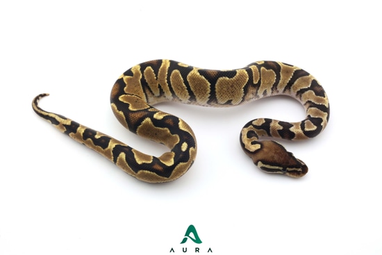 Zebra Ball Python by Aura