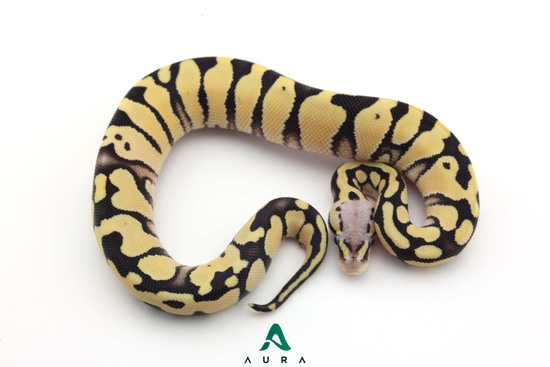 Pastel Desert Ghost 100% Het Clown 100% Het Axanthic Ball Python by Aura