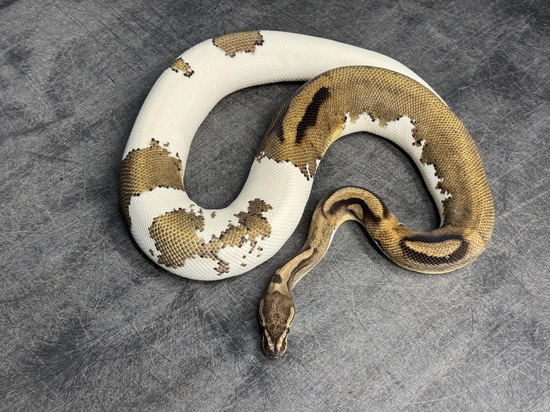 Metal Flake Pied Ball Python by Aura