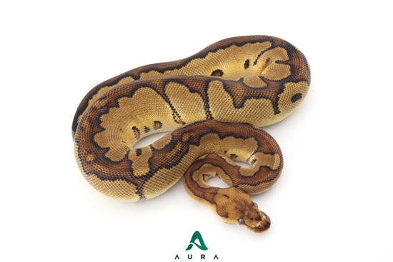 Orange Dream Redstripe Clown 50% Het Genetic Stripe Ball Python by Aura
