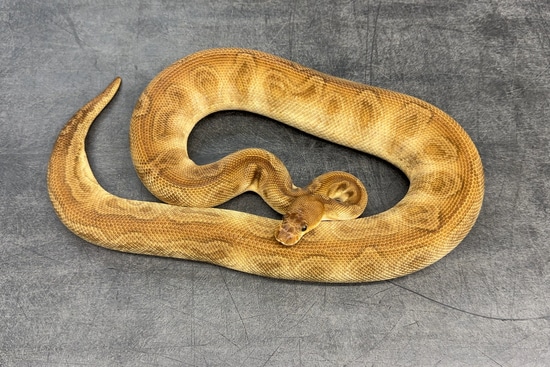 Sunset Clown Ball Python by Aura