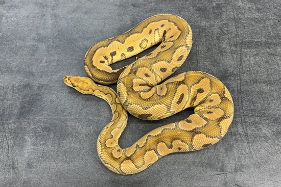 Vanilla Trojan Clown Ball Python by Aura