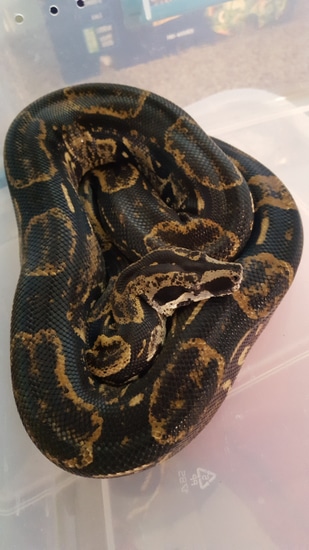 Locality Longicauda Peruvian Longtail Boa Peruvian Long-Tailed Boa ...