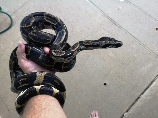 Locality Longicauda Peruvian Longtail Boa F9 Peruvian Long-Tailed Boa ...