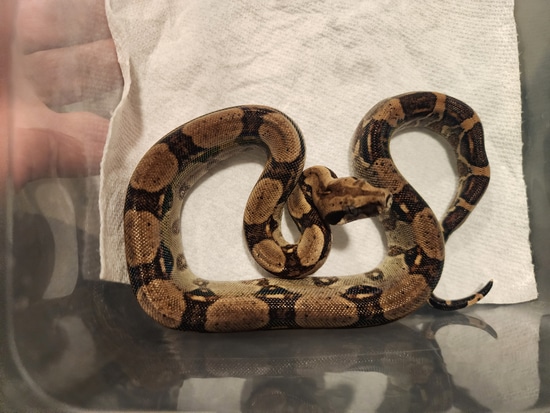 Longicauda Longtail Peruvian Boa Peruvian Long-Tailed Boa Constrictor ...