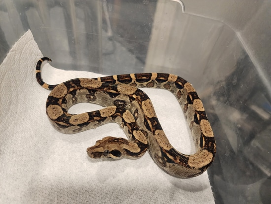 Peruvian Longicauda Peruvian Long-Tailed Boa Constrictor by AJ Serpents