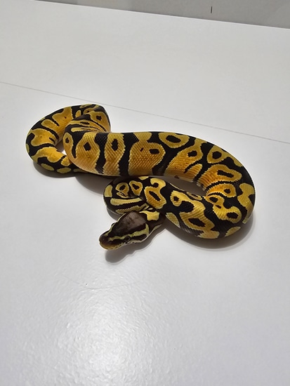 Pastel Double Het Hypo Clown Ball Python by Auri's pythons