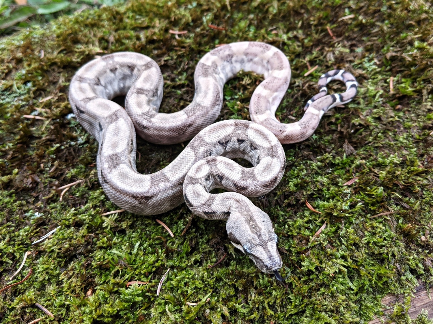 Gorgeous Ghost Boa Constrictor by Aurora Exotics - MorphMarket