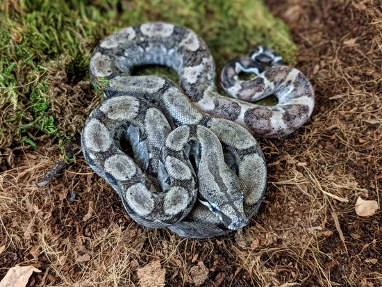 Spooky Ghost Boa Constrictor by Aurora Exotics