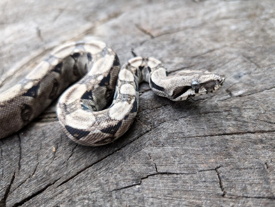 "Banshee" - High Contrast Type 2 Ghost Boa Constrictor by Aurora Exotics