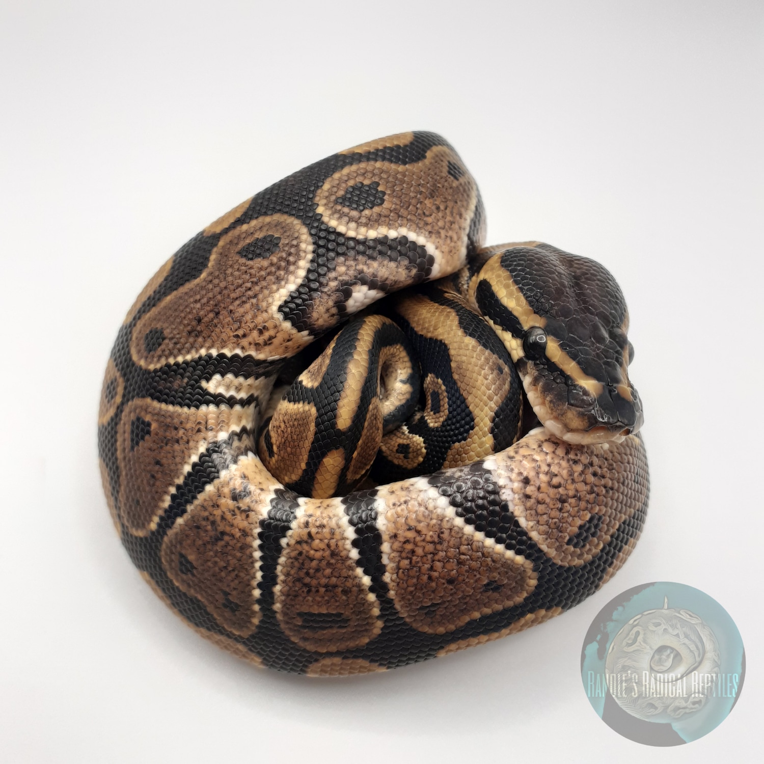 Normal Ball Python by Randle's Radical Reptiles - MorphMarket