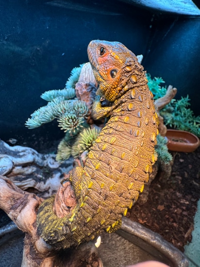 Caiman Lizard by Salt Trap Aquatics