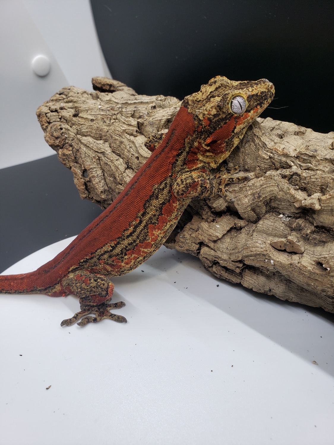 Dezi's Exotics's Collection - MorphMarket