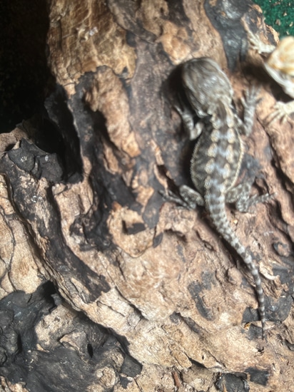 Normal Bearded Dragon Central Bearded Dragon by Reptile oasis