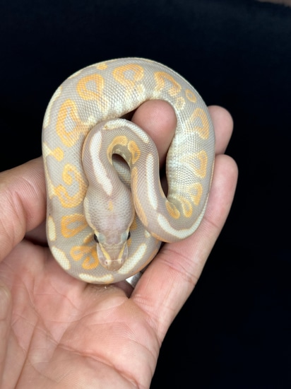 Black Pastel Banana Spotnose Poss. Phantom Ball Python by Austin Exotic ...