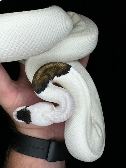 Cinnamon Piebald (Panda Maker) Ball Python by Austin Exotic Pets