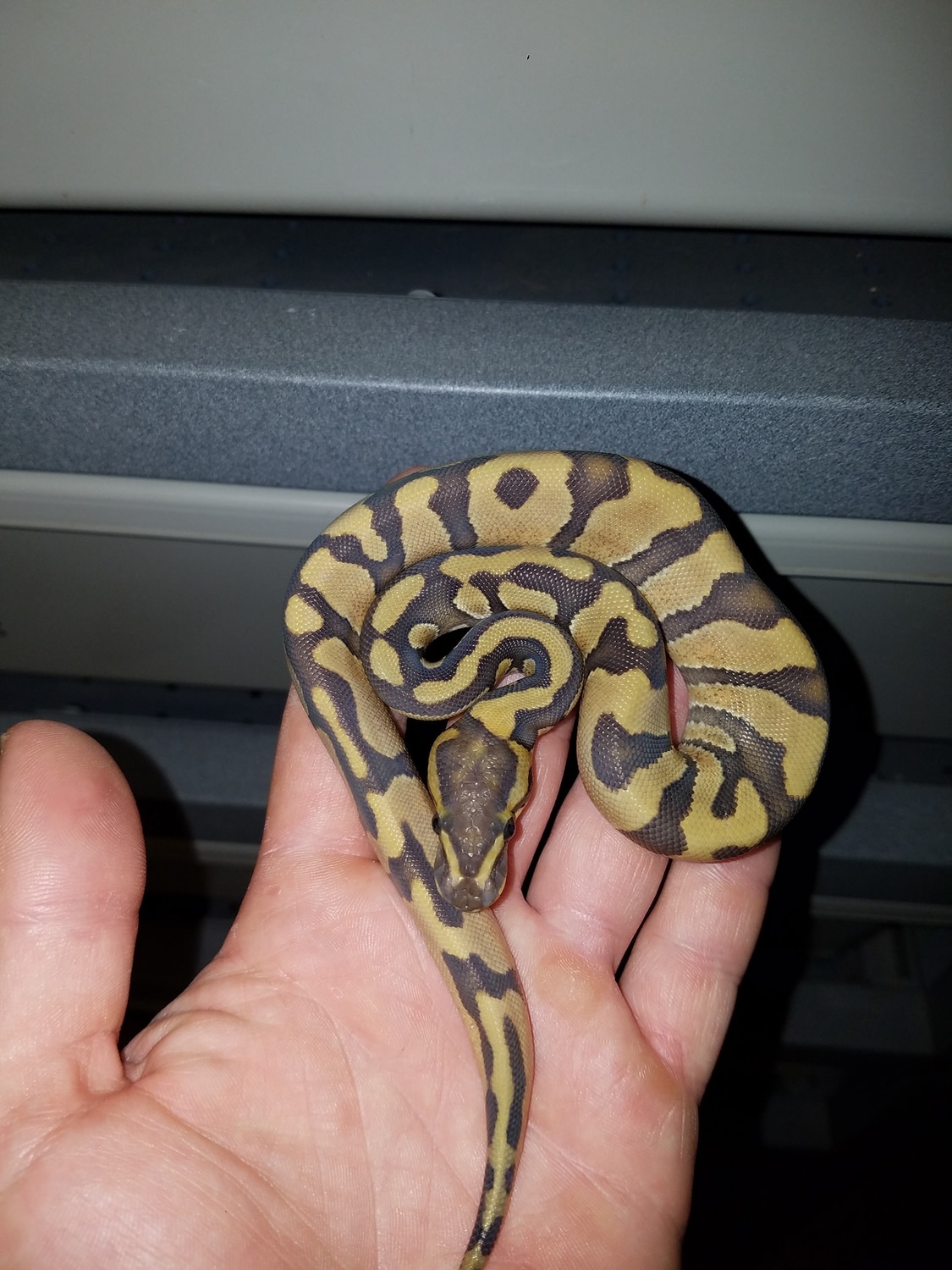 Chocolate Super Enchi Hypo Ball Python by Austin's Ball Shack - MorphMarket