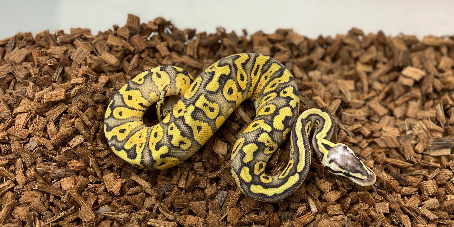 Super Pastel Redstripe 100% Het Clown Ball Python by Austin's Ball ...