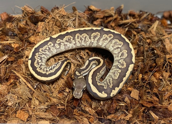 Super Huffman Fire Yellowbelly 100% Het Ghost Ball Python by Austin's ...