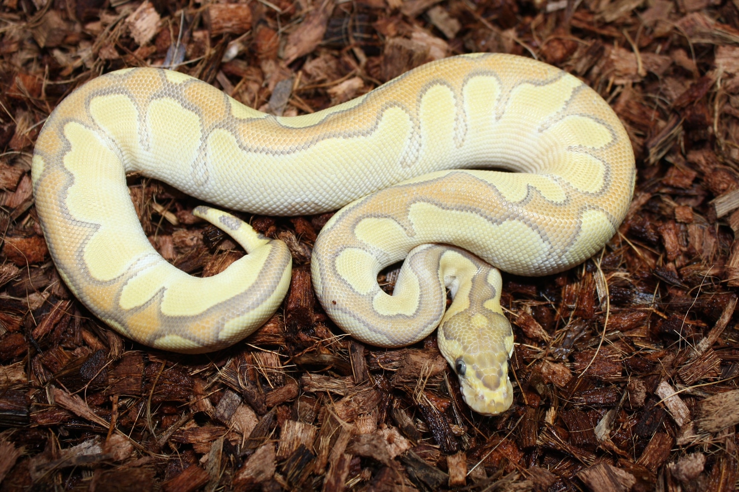 Ghost Clown Enchi Mojave Ball Python by Austin's Ball Shack - MorphMarket