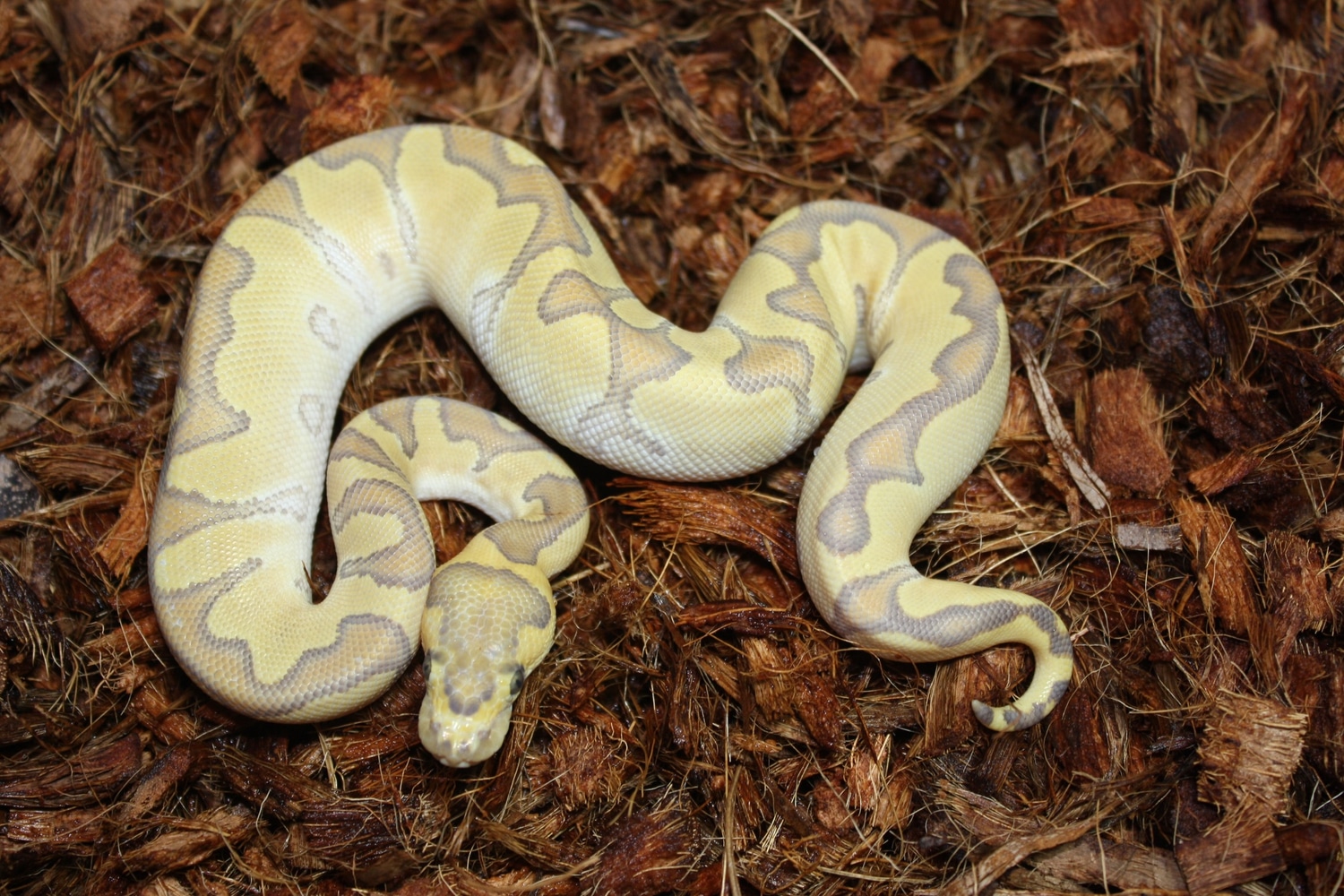 Enchi Ghost Clown Ball Python by Austin's Ball Shack - MorphMarket