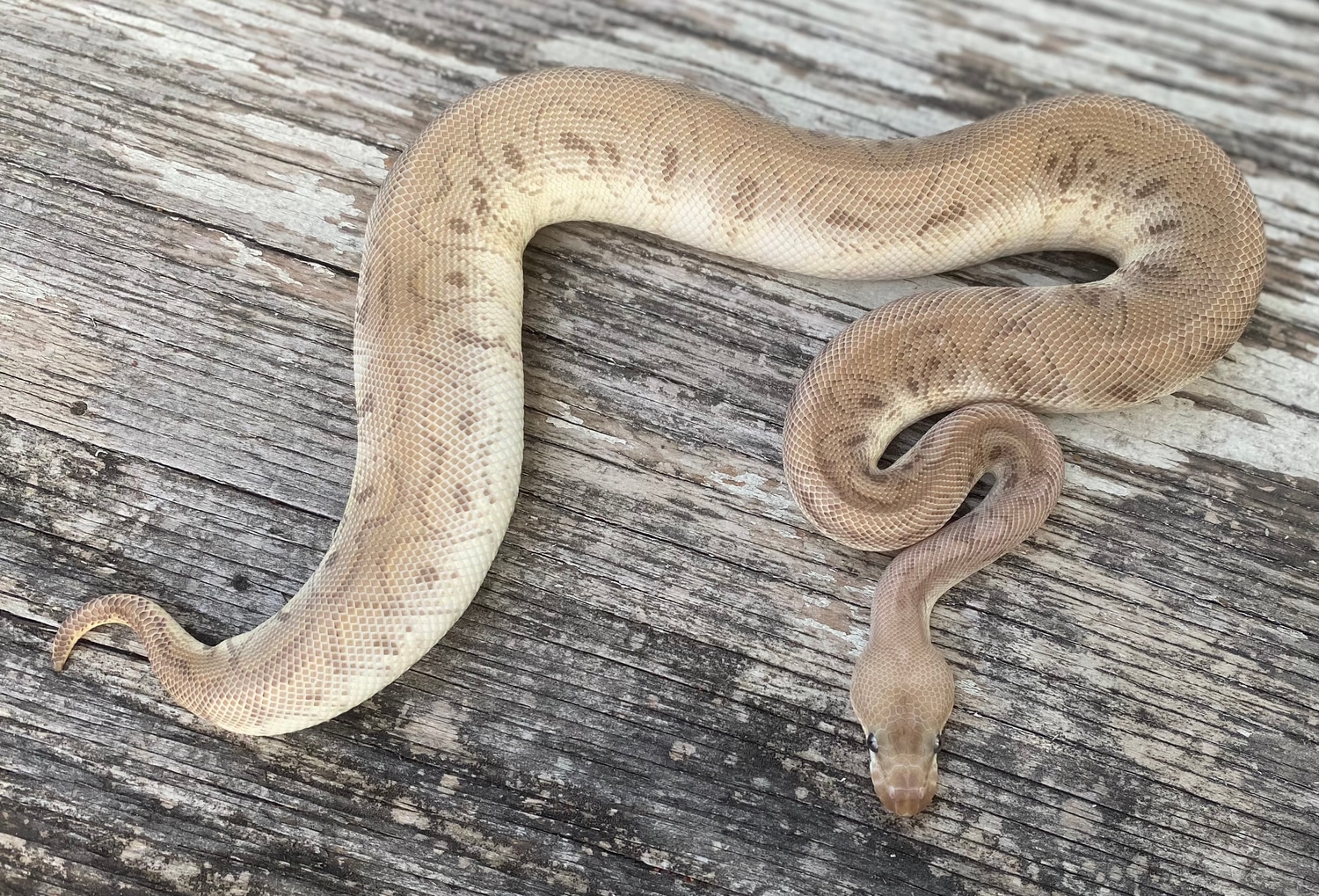 Black Pastel Mojave HGW Clown Poss YB Ball Python by Austin's Ball ...