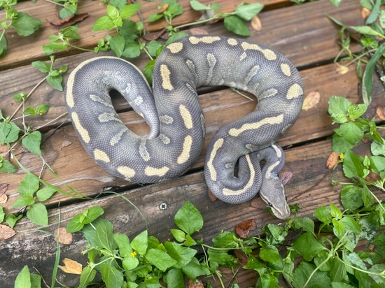 Super Chocolate Ghost Ball Python by Austin's Ball Shack
