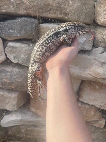 Red And Blue Tegu Whiptail Lizard by Austin’s snakes and lizards