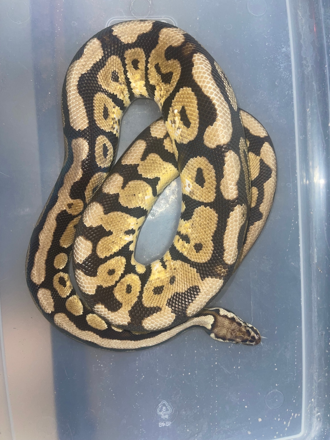 Pastel Ball Python by Austin’s snakes and lizards - MorphMarket