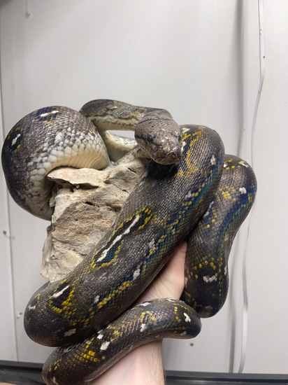 Anthrax Reticulated Python by Austin’s snakes and lizards