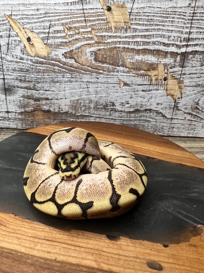 Lucifer Spider Ball Python by Coastal Carolina Exotics