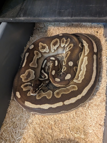 Rtb Black Pastel Lesser Female Ball Python by Badertscher Python Designs