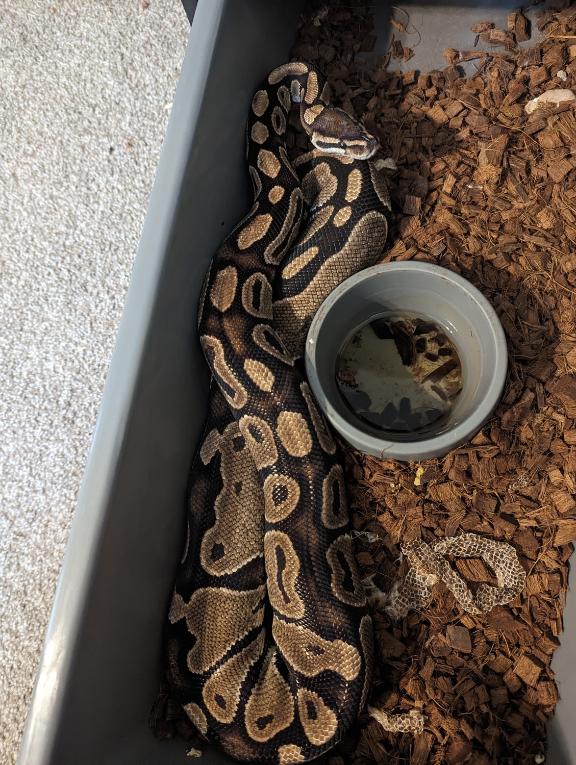 Large Normal Female Ball Python by Badertscher Python Designs - MorphMarket