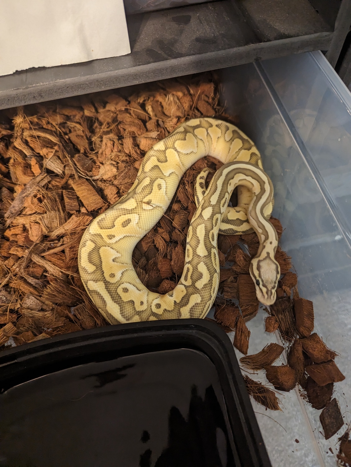 Super Pastel Lesser Het Clown Het Hypo Female Ball Python by ...