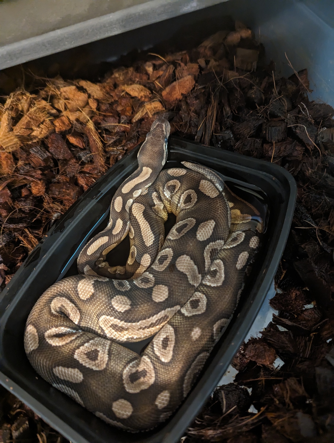 Axanthic Mojave Female Ball Python by Badertscher Python Designs ...