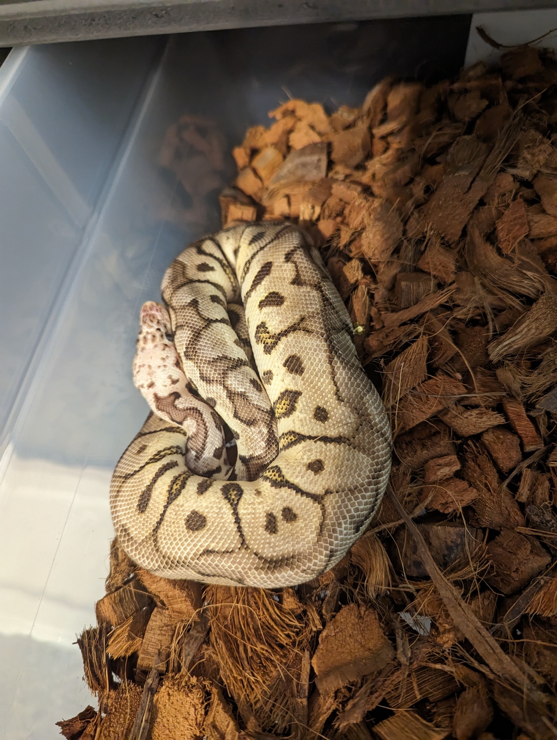 Pastel Spotnose Clown Het DG Male Ball Python by Badertscher Python ...