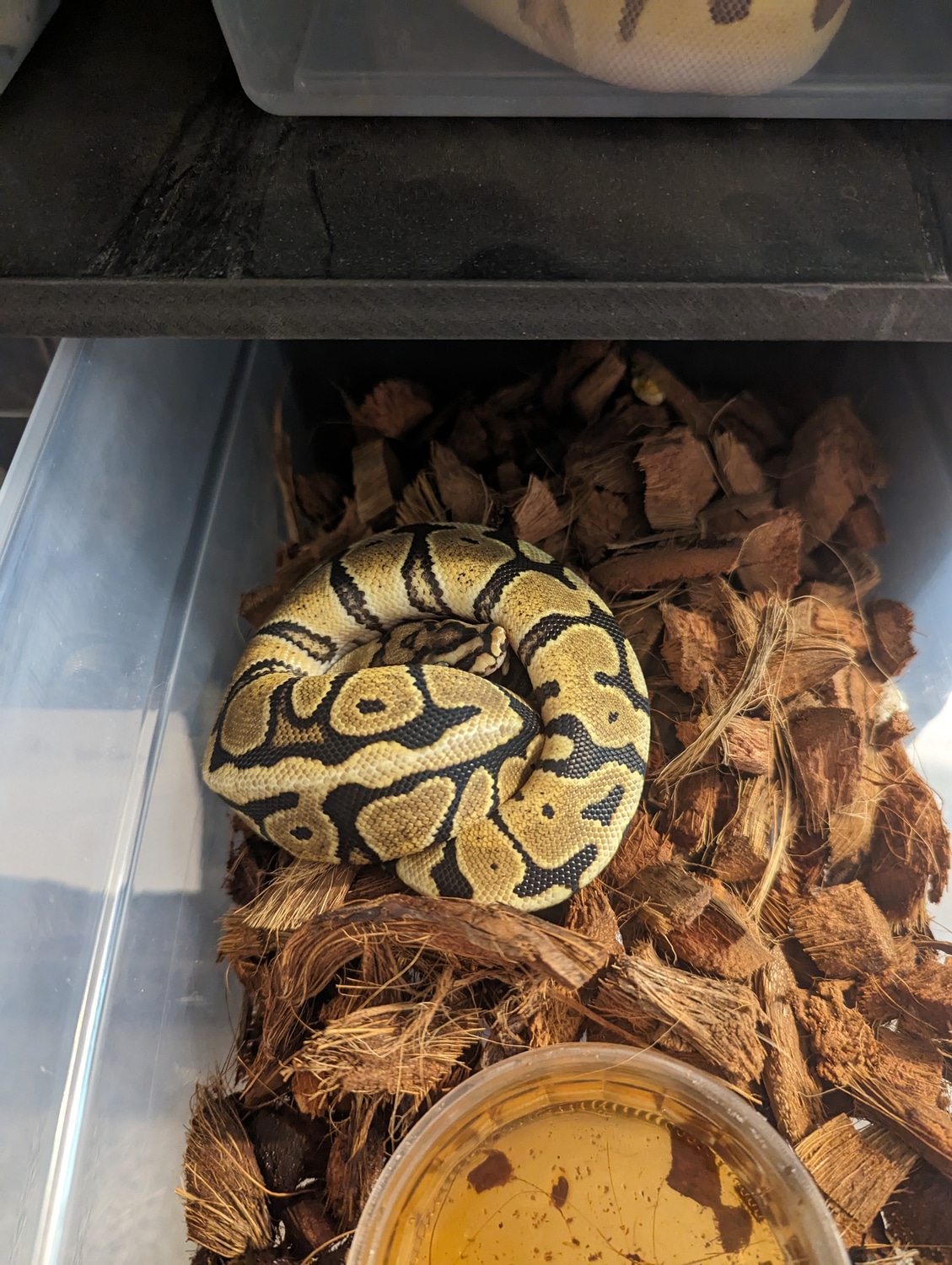 Spotnose Triple Het DG AX Clown Ball Python by Badertscher Python ...