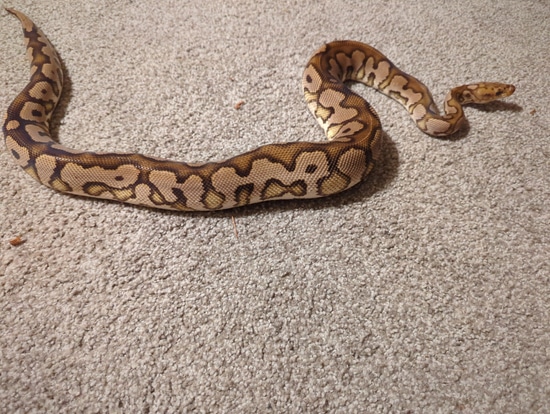 BP SN Clown Male Proven Breeder Ball Python by Badertscher Python Designs