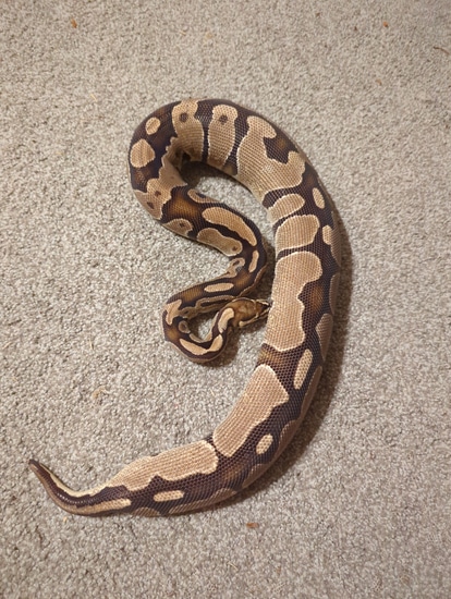 Adult Proven Breeder Fire Female Ball Python by Badertscher Python Designs