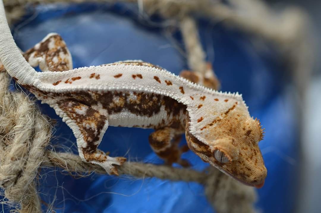 Lw10 - High Contrast Lilly White!!!! Crested Gecko by Austral Gecko ...