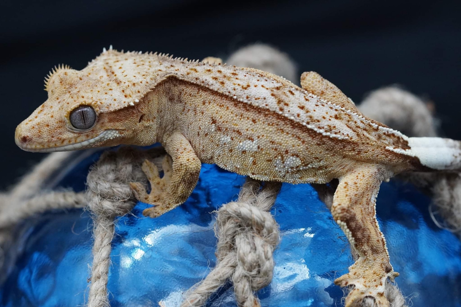 769 - Phantom Pinstripe Crested Gecko by Austral Gecko - MorphMarket
