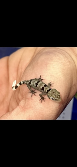 Elok Gecko/ Cyrtodacrylus Elok More Gecko by Authentic Reptiles